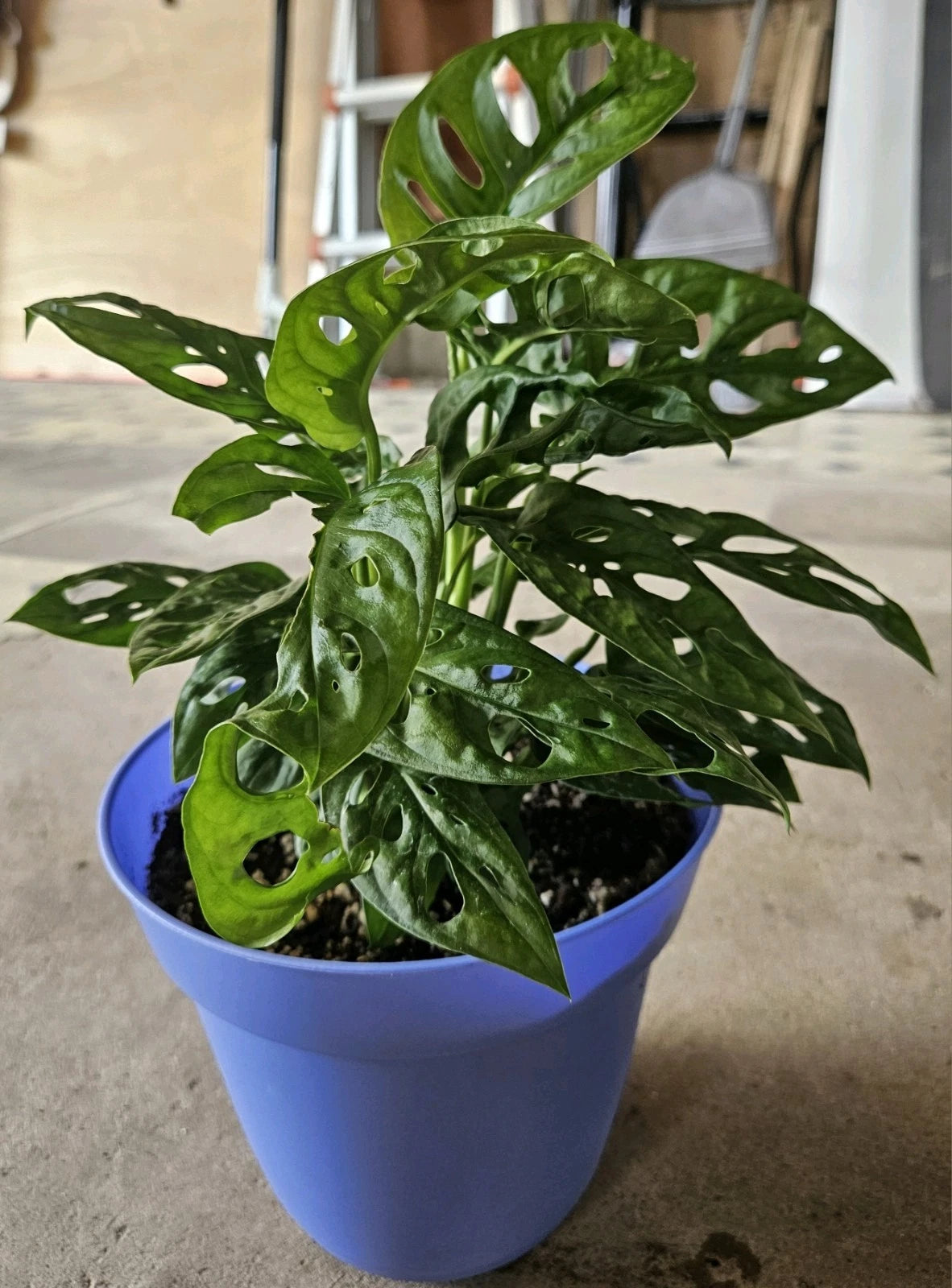 Monstera Deliciosa Live Plant Cuttings 5ct Unrooted Swiss Pothos Indoor ...