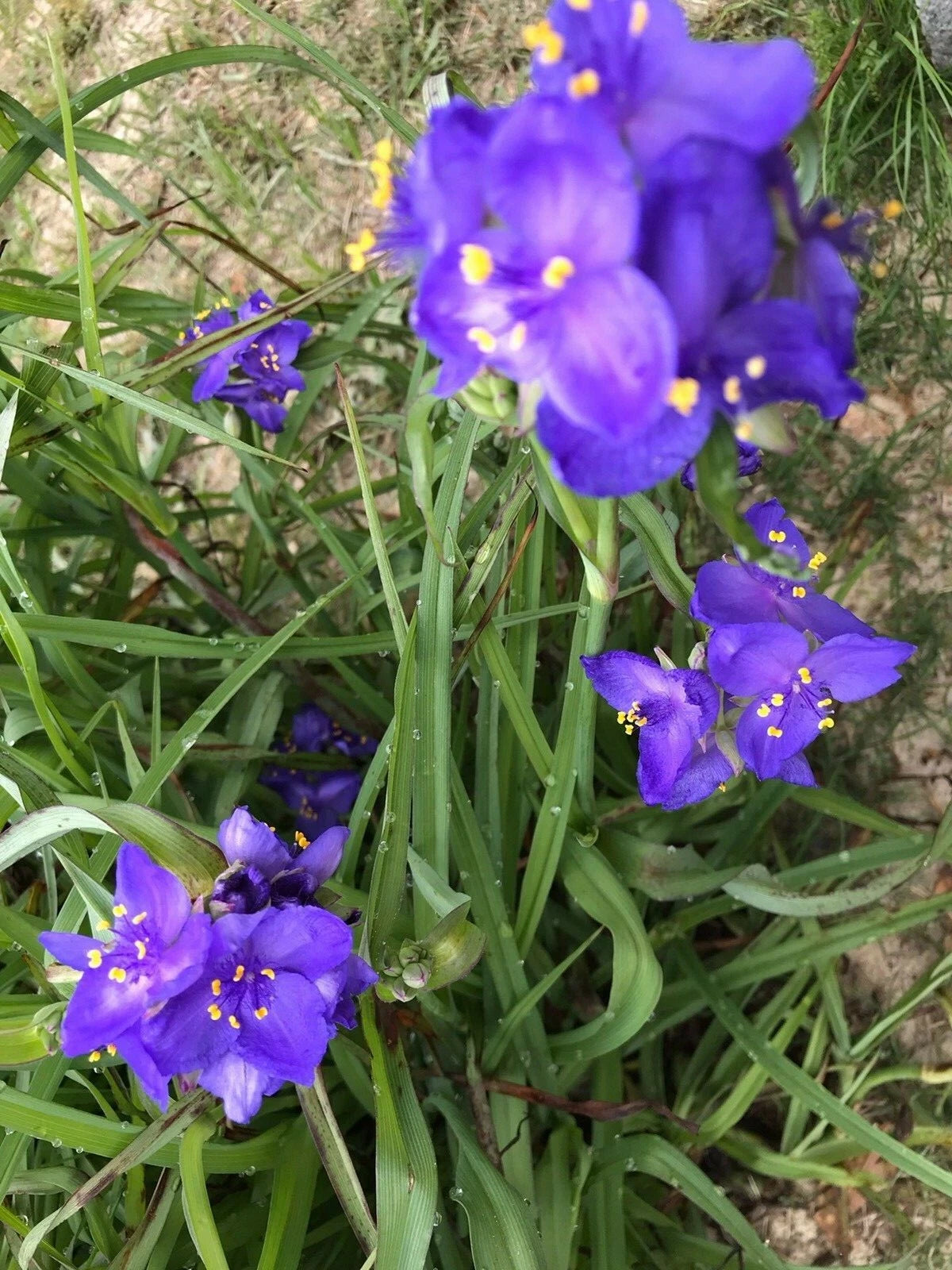 Spiderwort Plant Rhizome Bulb - 25 Bare Root Perennial with Purple ...