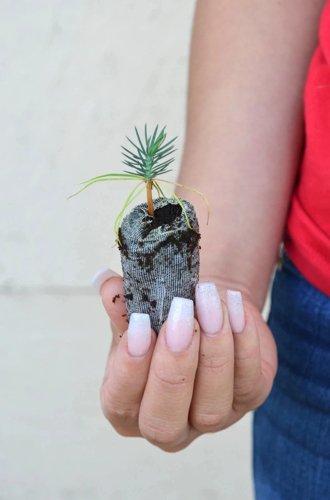 Pinyon Pine Starter Plugs - Pinus edulis - Drought-Tolerant Evergreen ...