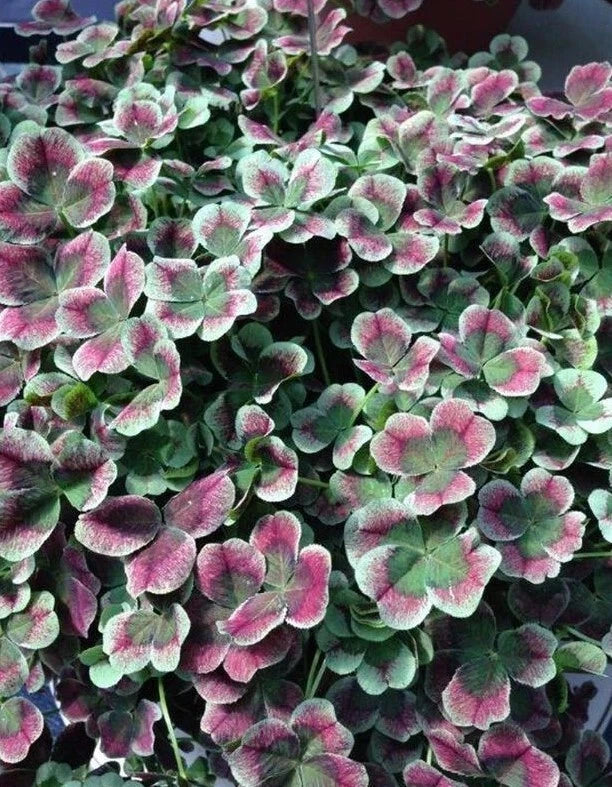 Coco Mint Clover Live Starter Plant - Bare Root Groundcover - Trifolium ...
