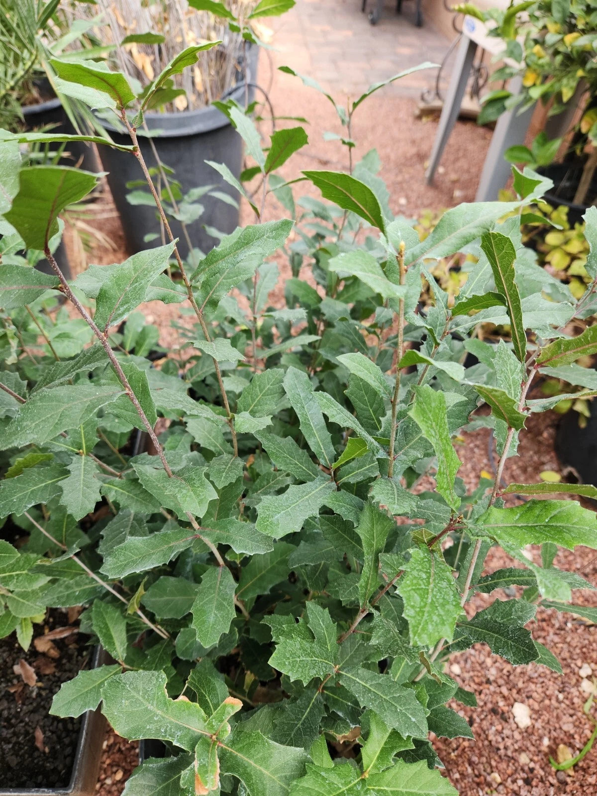 Quercus Ilex Holly Holm Oak Live Plants - Mediterranean Dalmatian, 26 ...