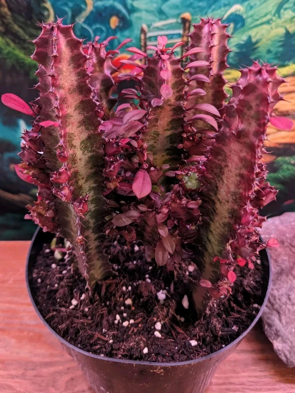 Euphorbia Royal Red Trigona Cuttings Succulent Cacti 4-6" - Unique Red ...