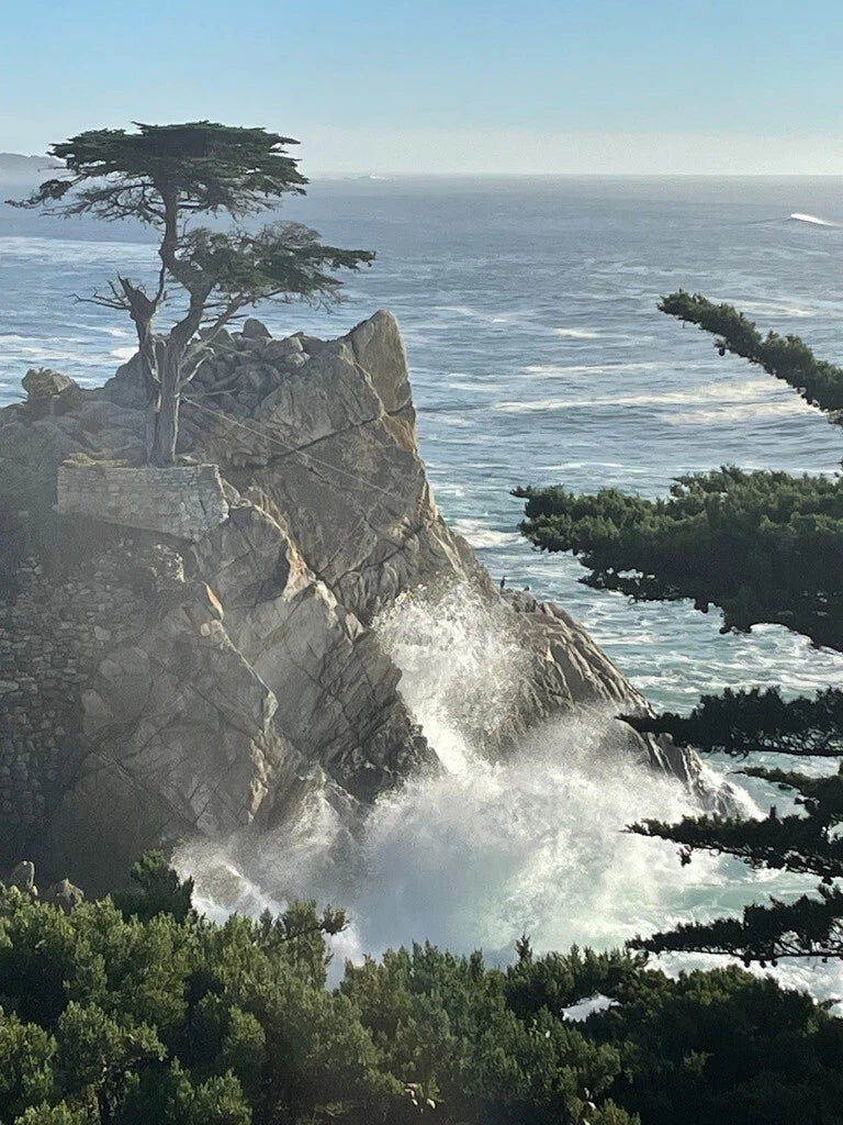 Monterey Cypress Seeds - Cupressus macrocarpa - Drought-Tolerant ...