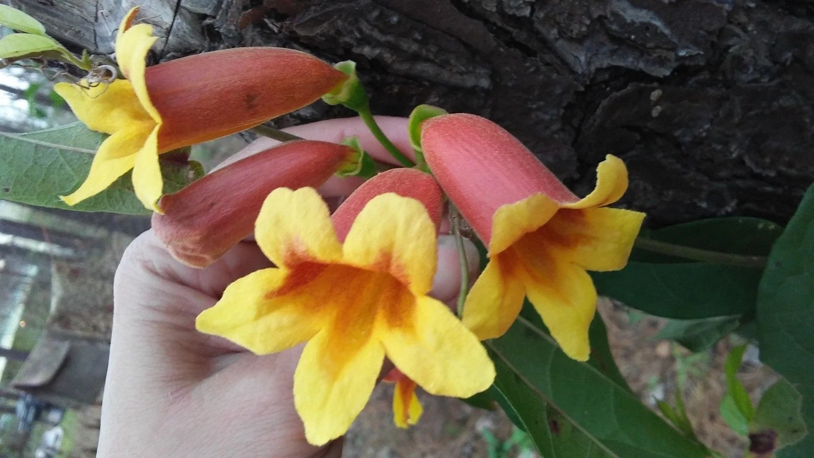 Cross Vine Plants 4-Pack, Tangerine Beauty, Yellow Red Orange Trumpet ...