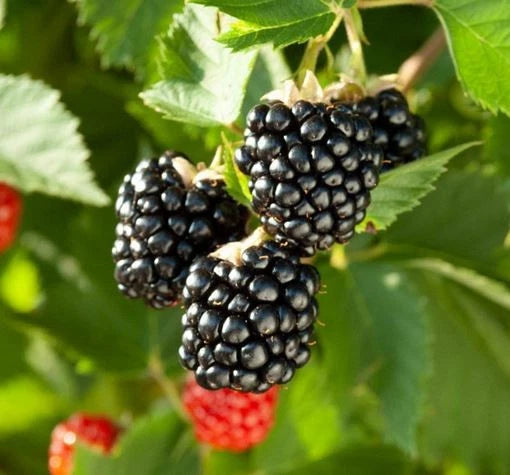 Thornless Blackberry Seeds 45 Pack - Triple Crown, Chester, Natchez ...