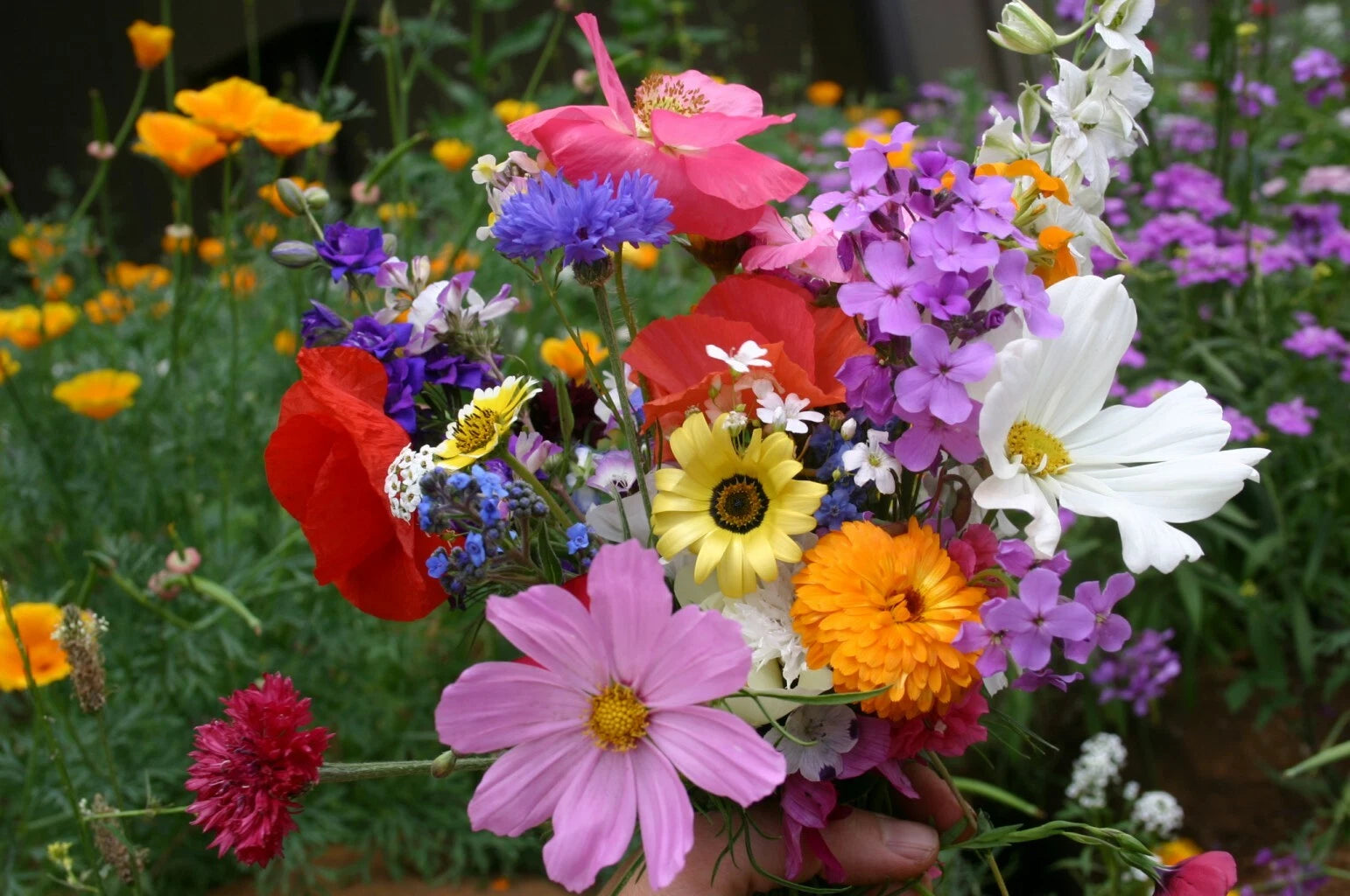 Wildflower Mix - Cascade Kaleidoscope - 35 Species - Annuals ...