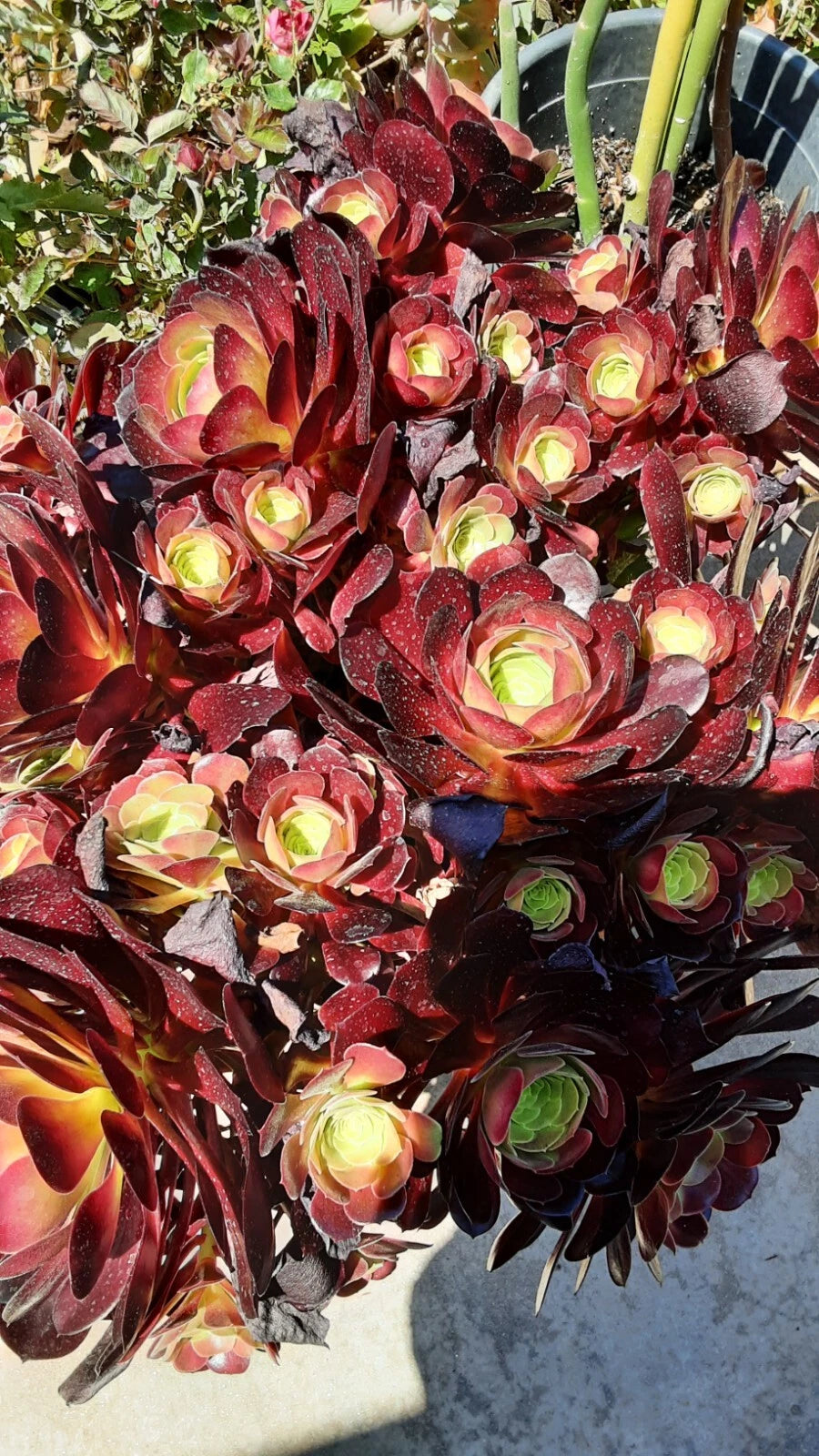 Live Rooted Succulent 4"-5" Aeonium Purple Fire Cracker (Aeonium ...