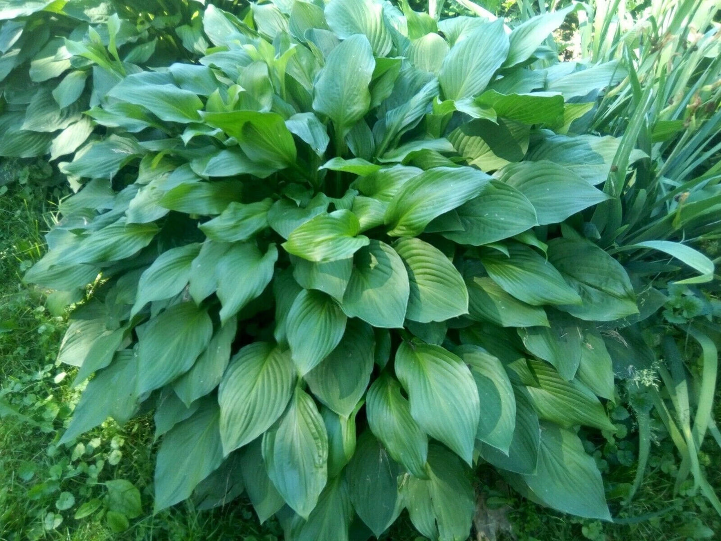 Hosta Eyes Live Plants 6-Pack Bare Root Green Plantain Lily Perennial ...