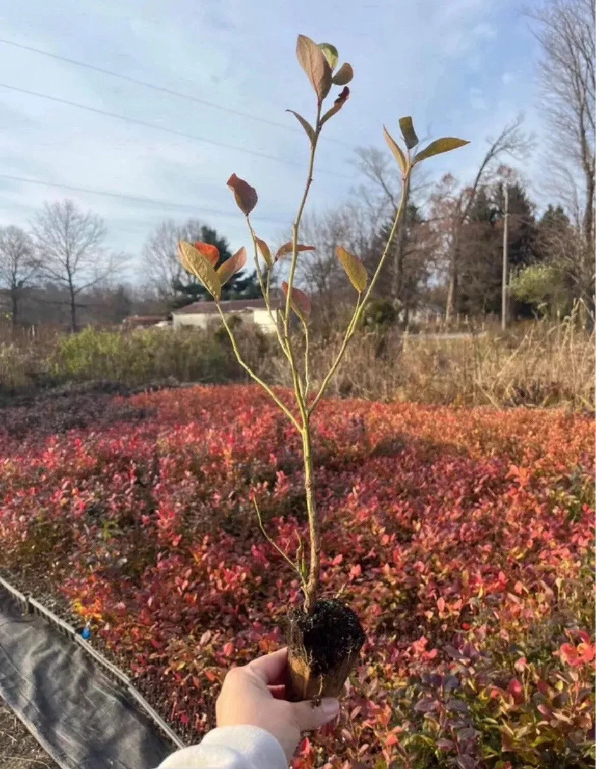 Blueberry Rooted Cuttings - 15 Pack - Highbush Blueberry Varieties - V ...