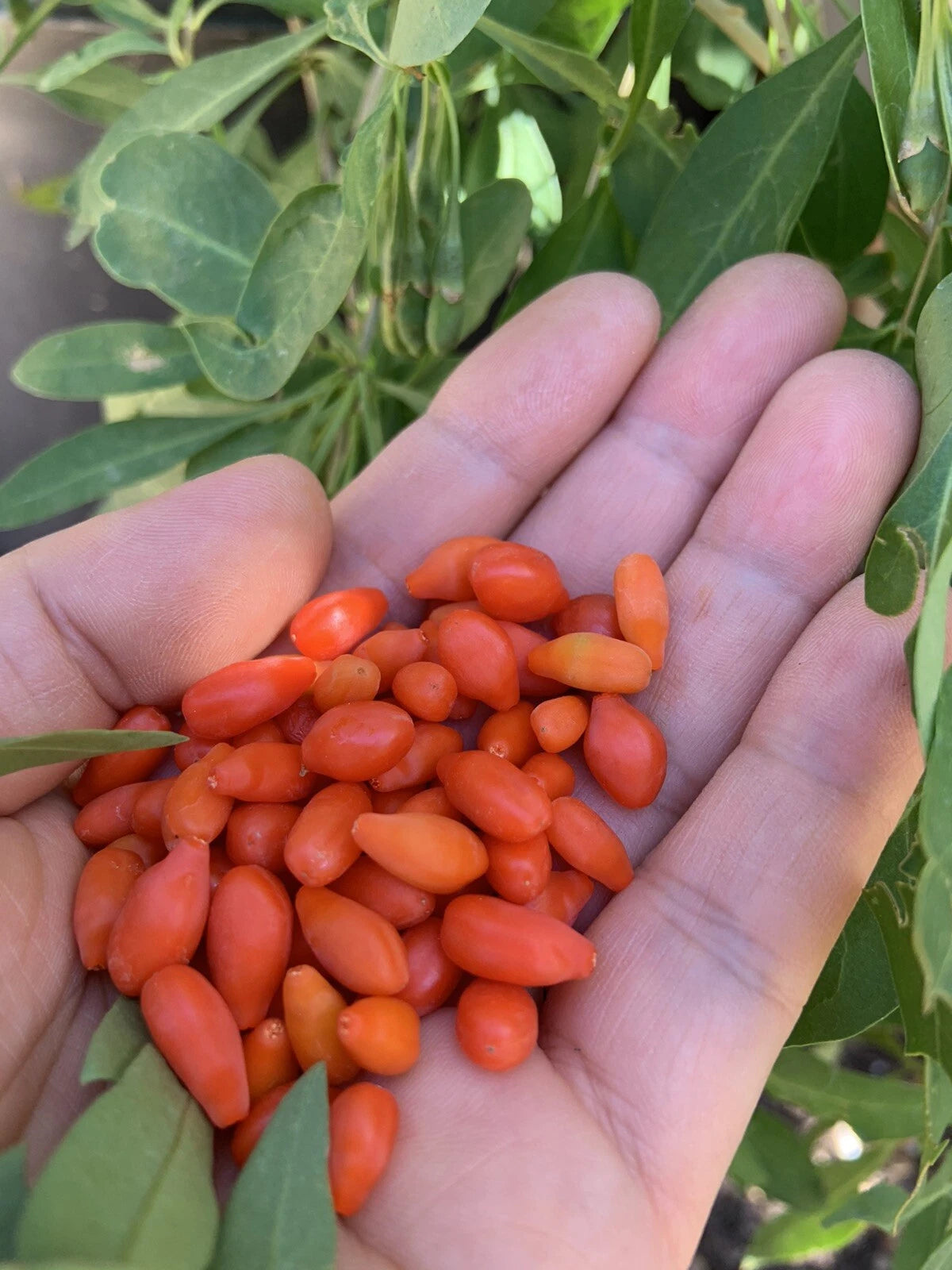 Goji Berry Plants Set - 3 Bare Root Live Plants & 3 Live Cuttings ...