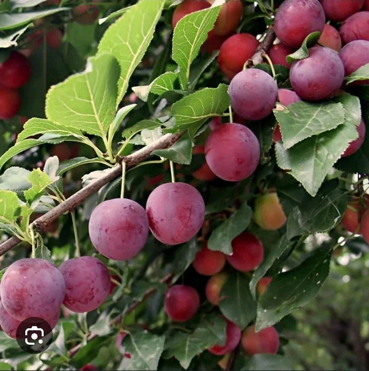 American Plum Fruit Tree Scion Cuttings - 10 Pack for Grafting ...
