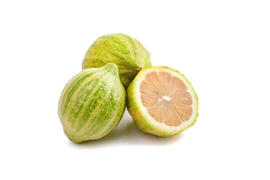 Variegated Pink Lemon Seeds - 5+ Pack - Citrus limon - Ideal for Garden ...