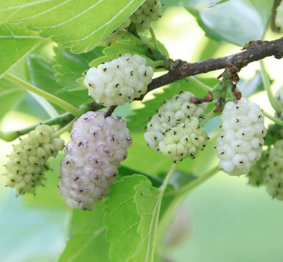 White Mulberry Tree Seeds - 50+ Count - Sweet Edible Fruit - Morus alb ...