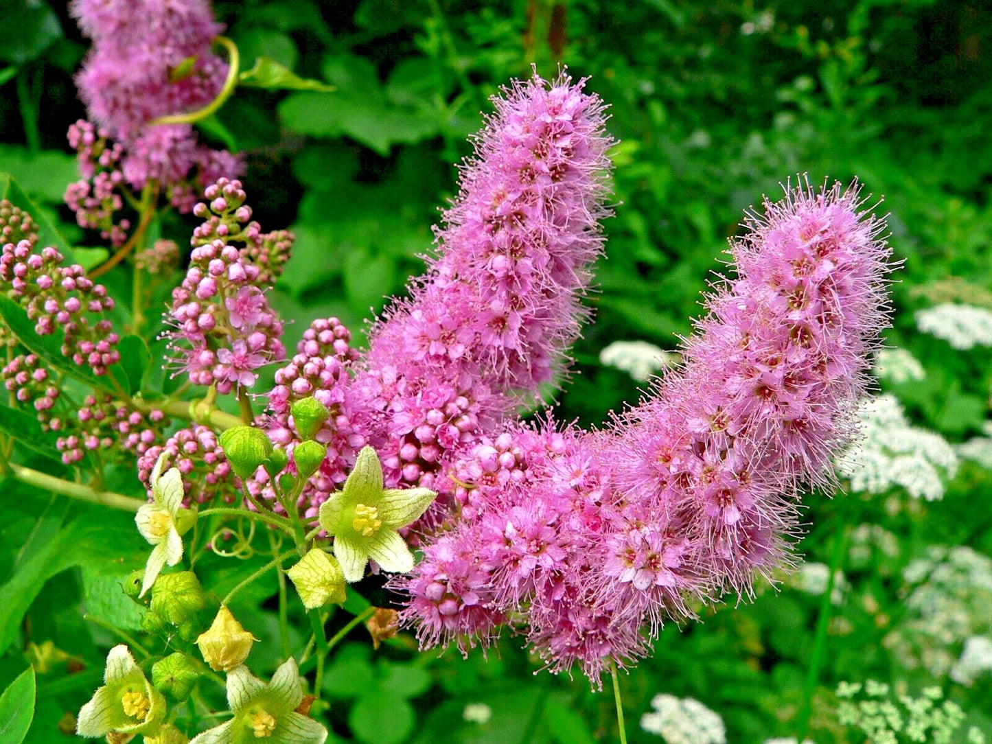 Western Spirea Seeds - 1000 Count - Spiraea douglasii - Steeple Bush W ...