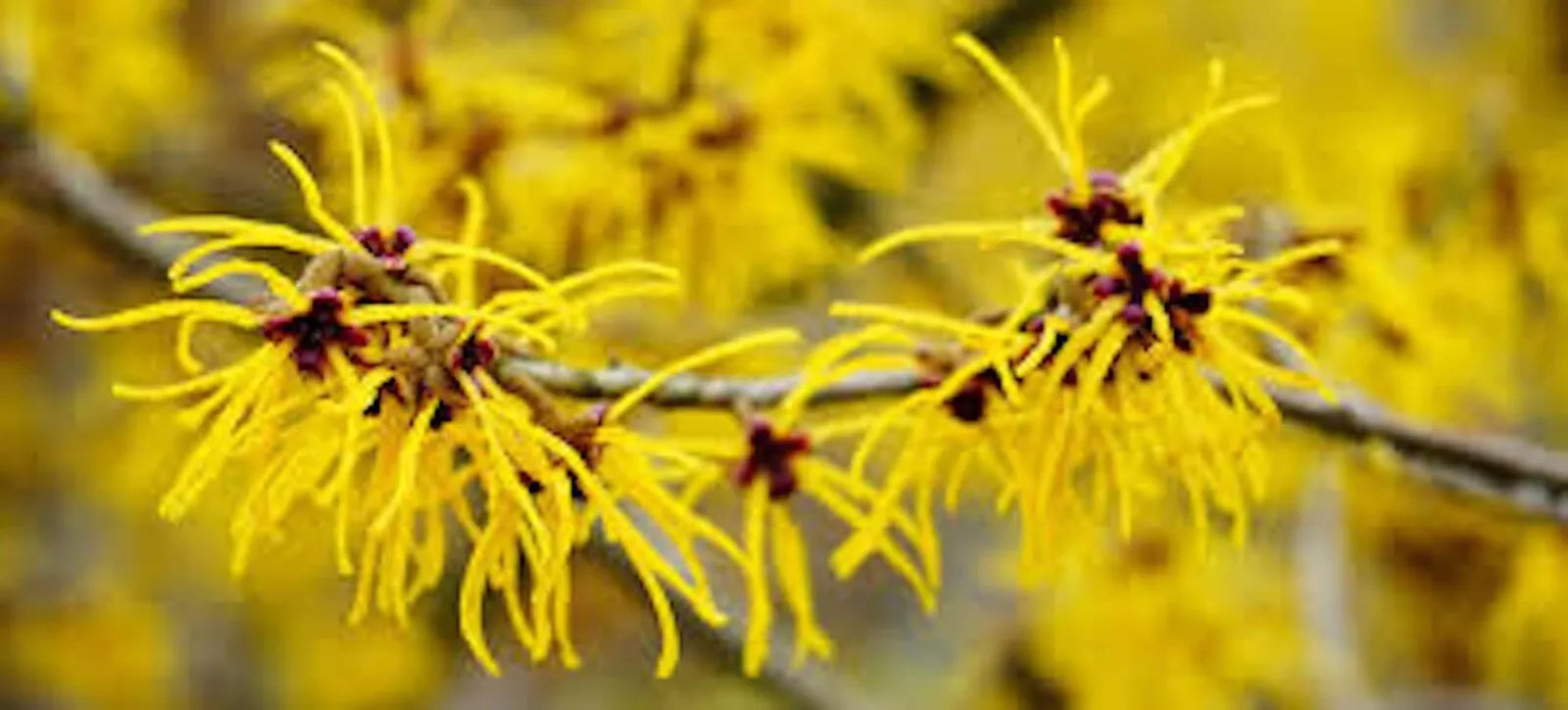 Witch Hazel Shrub 12-18in Live Plant Bare Root Hamamelis virginiana De ...