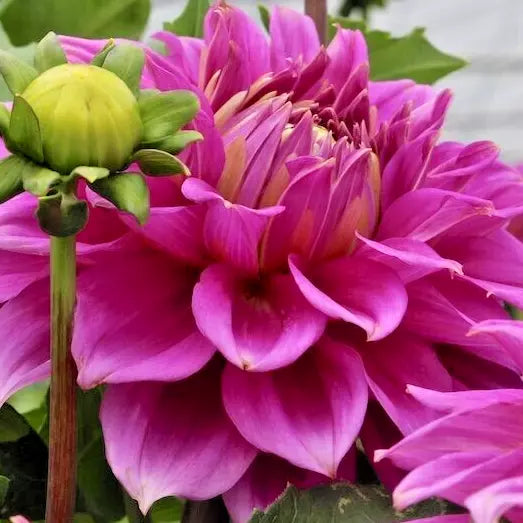 Dahlia Babylon Paars Bulb Tuber 8-10" Red Purple Blooms Live Plant ...