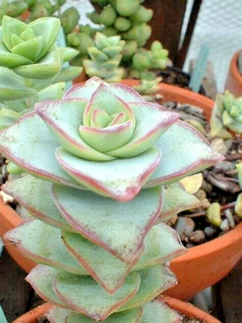Succulent Plants - 2" Crassula Perforata String of Buttons - Live ...