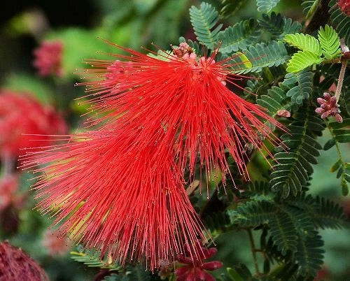 Calliandra Californica Seeds - Baja Fairy Duster - 20+ Seeds - Drought ...