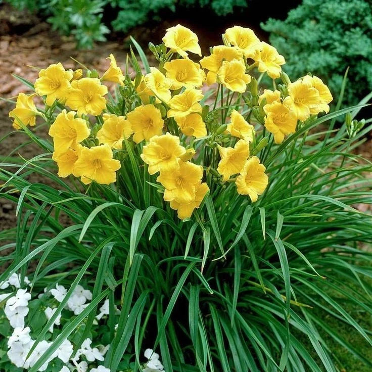 Daylily Plant 4" Pot Orange Blooms Hemerocallis 'Happy Returns' Rebloo ...