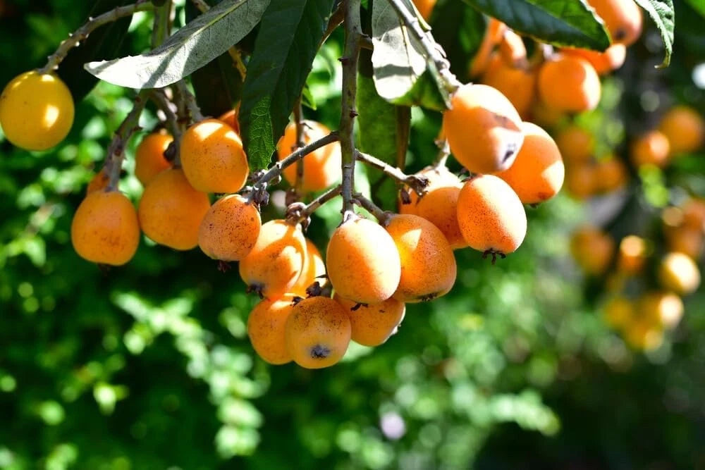Loquat Shrub Seeds - 5 Seeds Eriobotrya Japonica for Planting, Fruitin ...