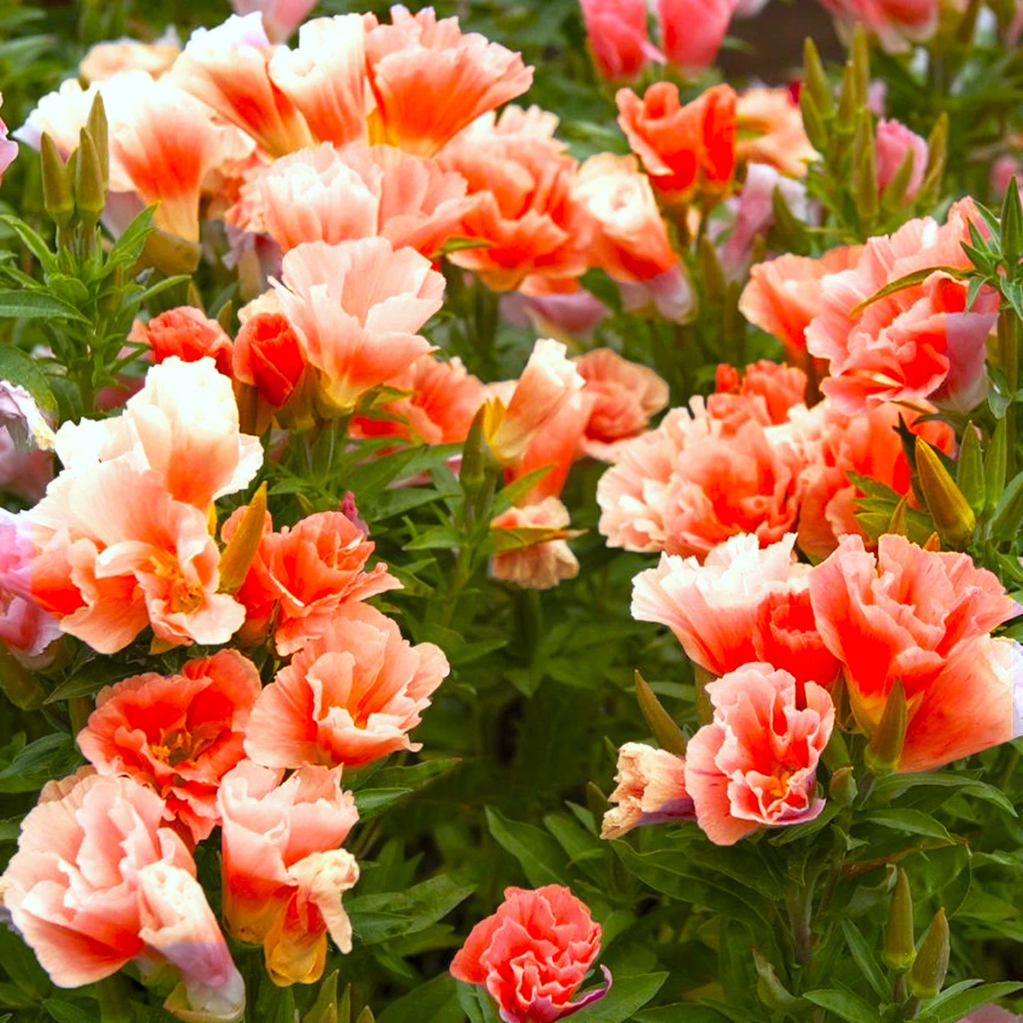 Orange Glory Godetia Seeds - Double Flowering Clarkia Azalea for 2025 ...