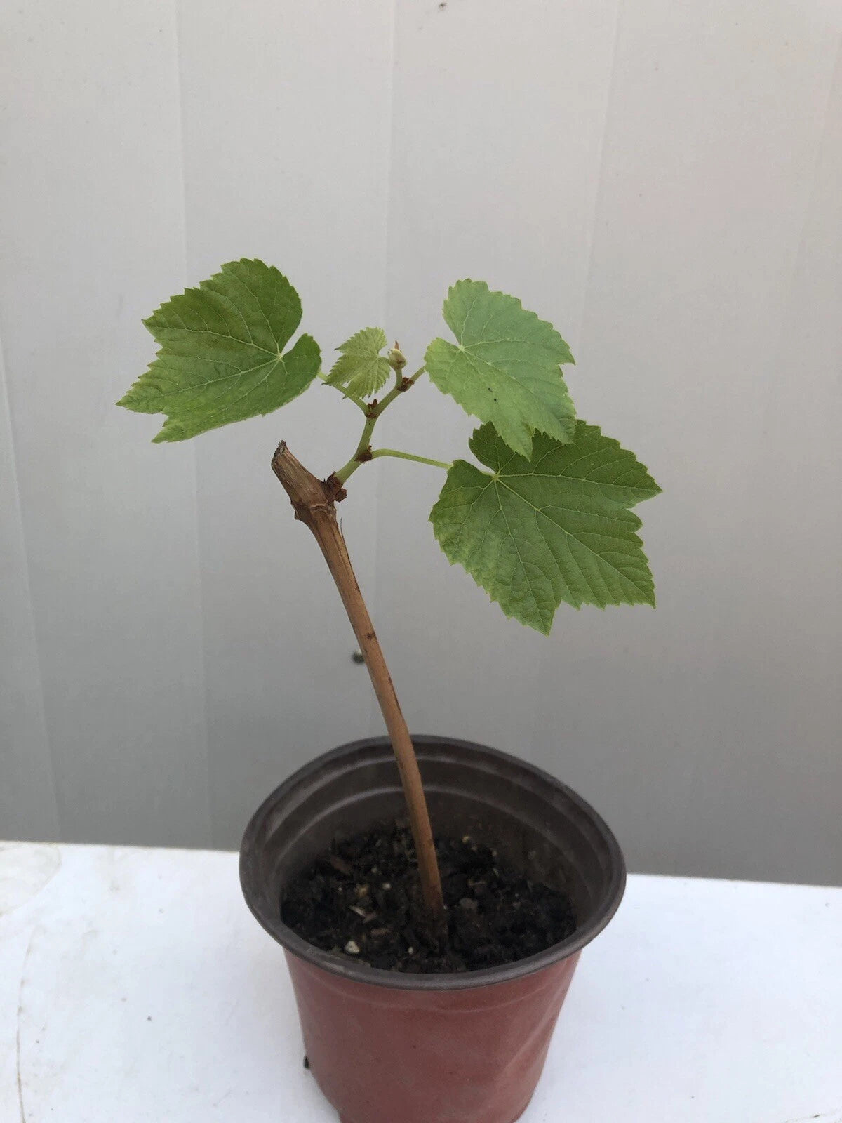 Sweet Grape Cutting Vine in Pot - Seedless Green, Ready to Plant ...