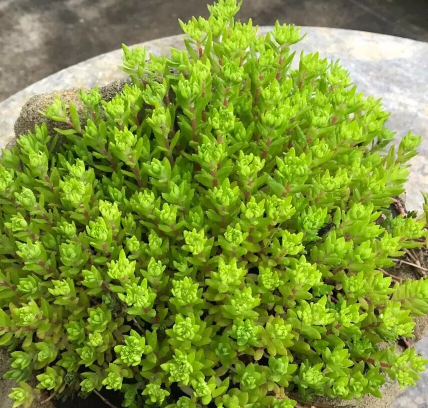 Cold Hardy Sedum Gold Carpet 30-Stem Live Plant, Stonecrop Ground Cove ...