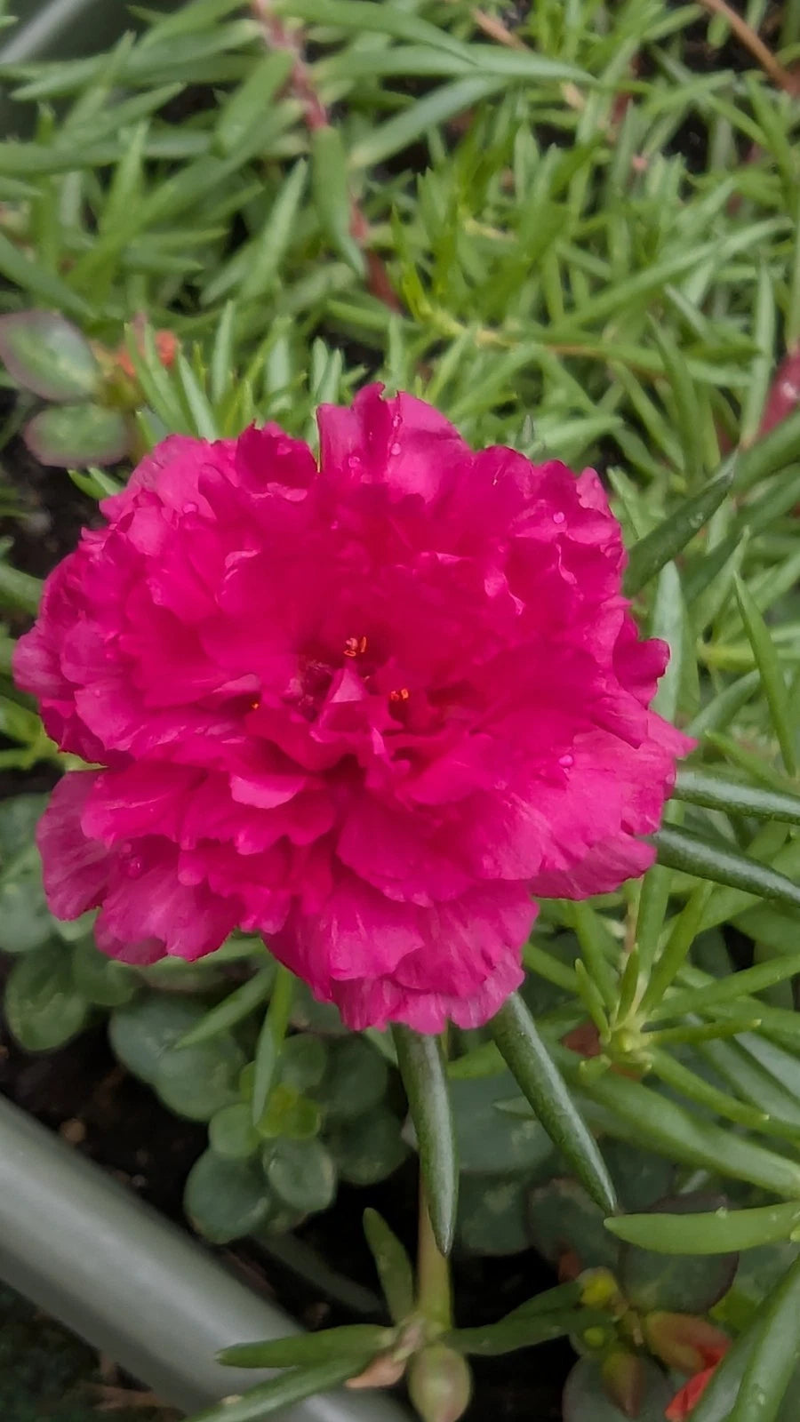 Hot Pink Portulaca Moss Rose Cuttings - 10 Unrooted Double Blooms ...
