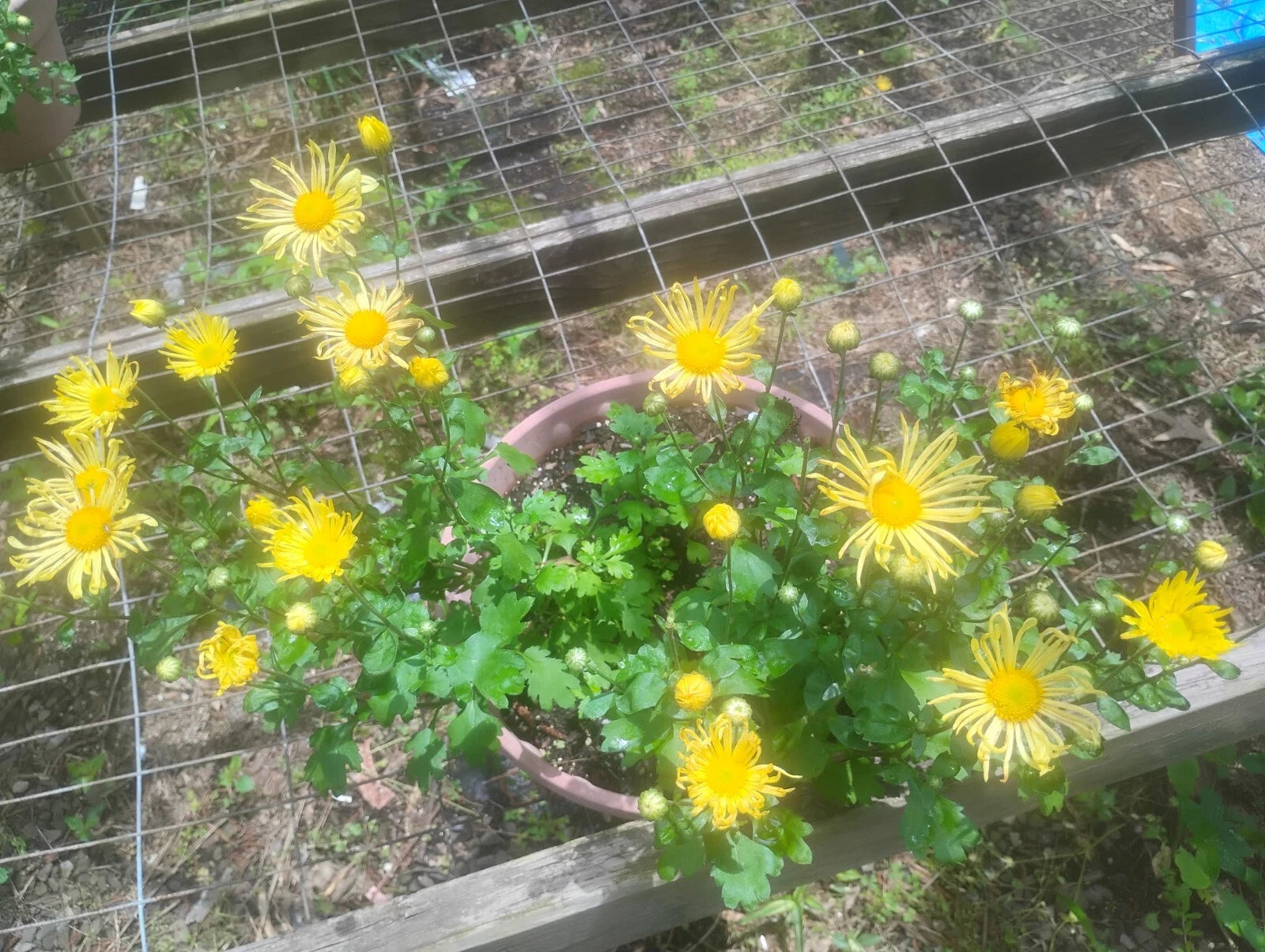 Yellow Quilled Mums Live Plant Set of 3, True Perennial, Chrysanthemum ...