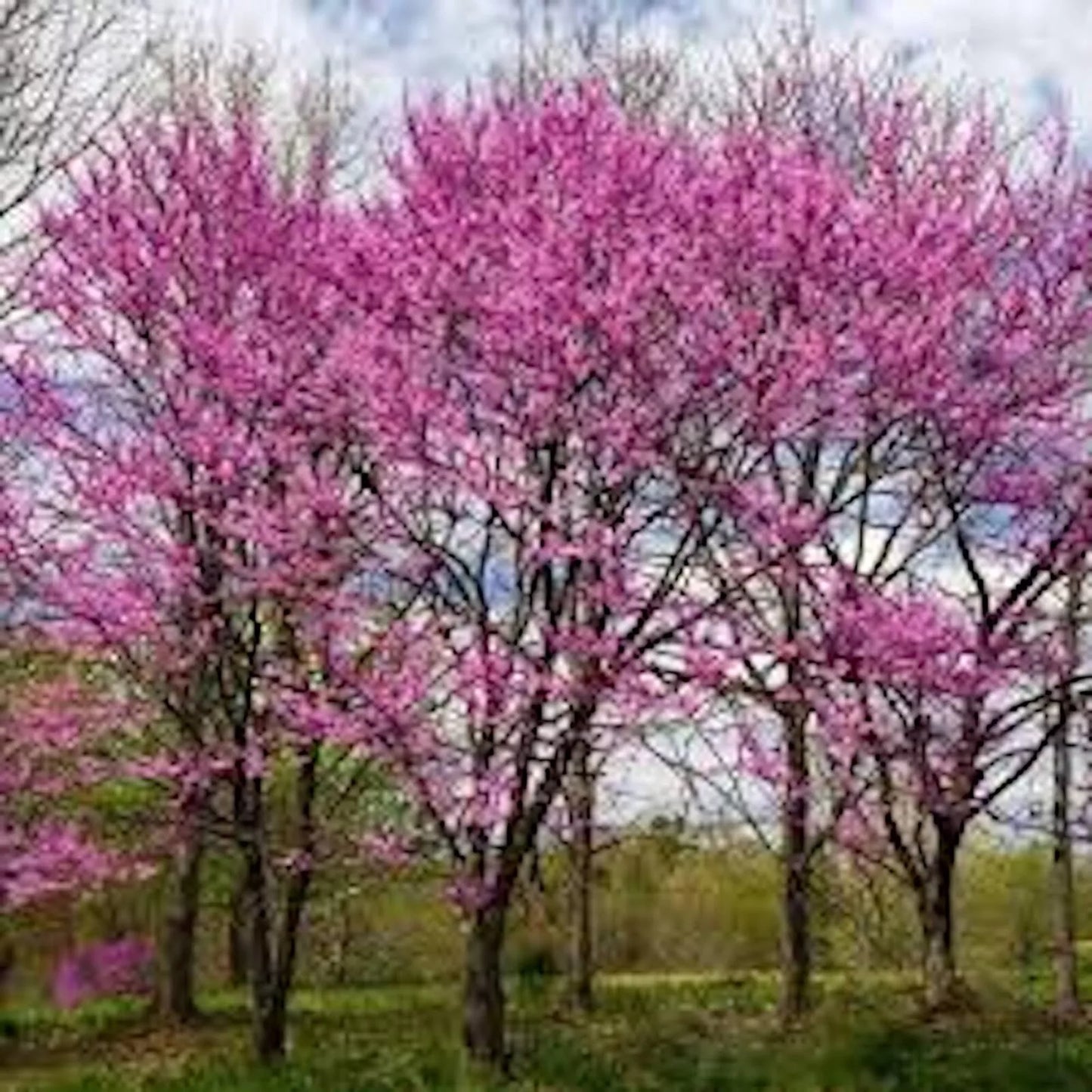 Eastern Redbud Tree 14-18in Bare Root Cercis Canadensis Live Plant, Do ...