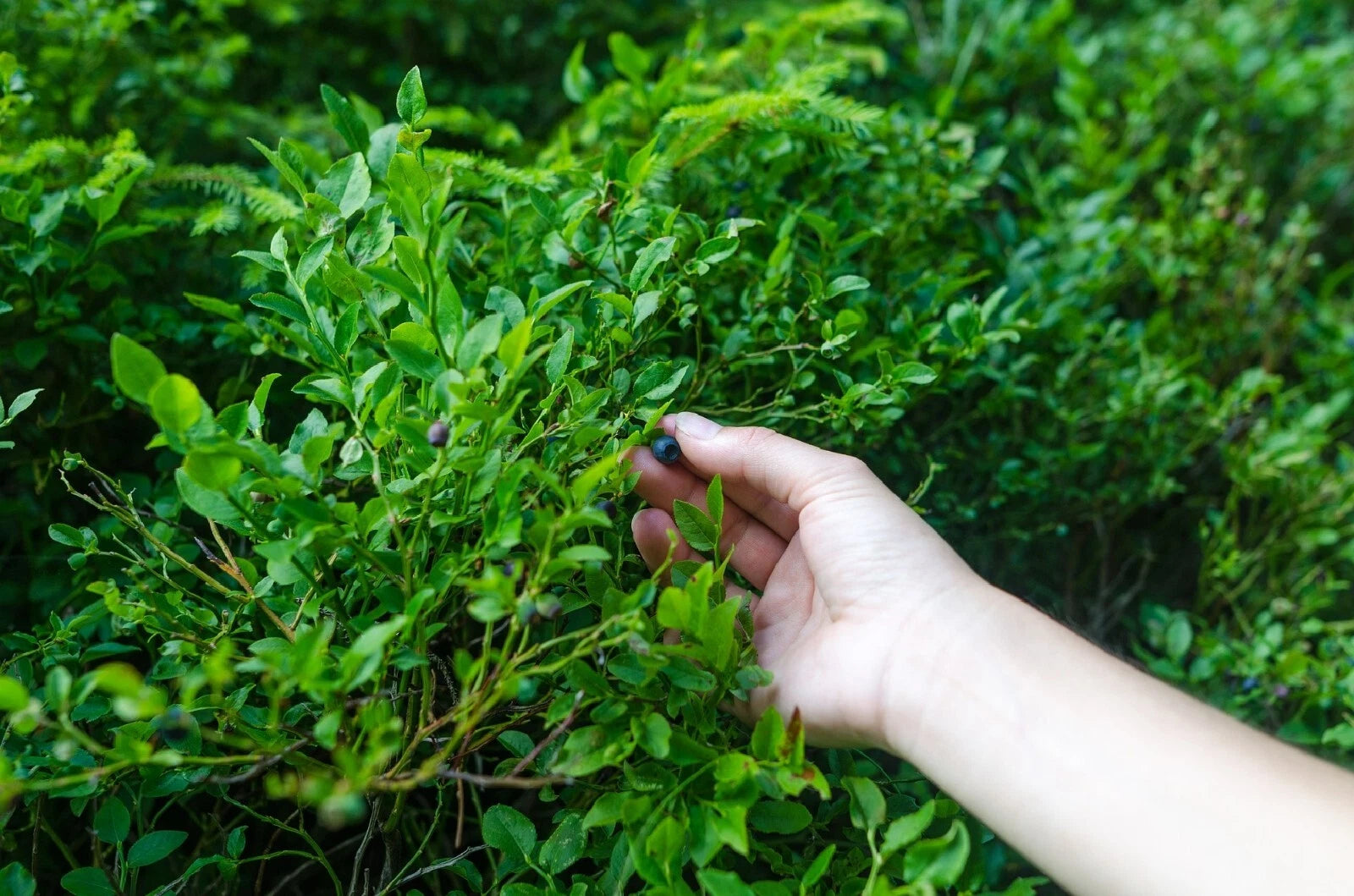 Evergreen Huckleberry Seeds - 50+ Seeds - Vaccinium ovatum - Edible ...