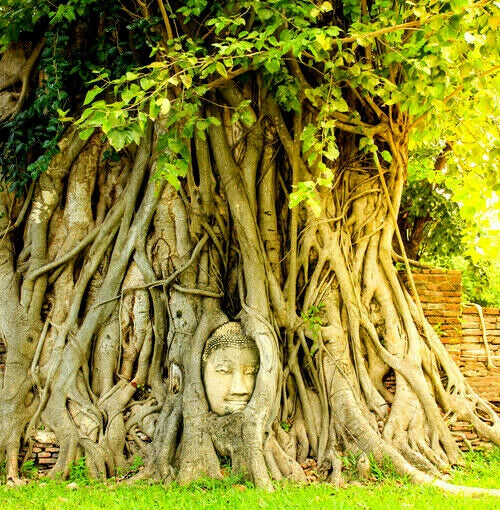 Ficus Religiosa Seeds - 80+ Medicinal Sacred Fig, Budha Peepal, Medita ...