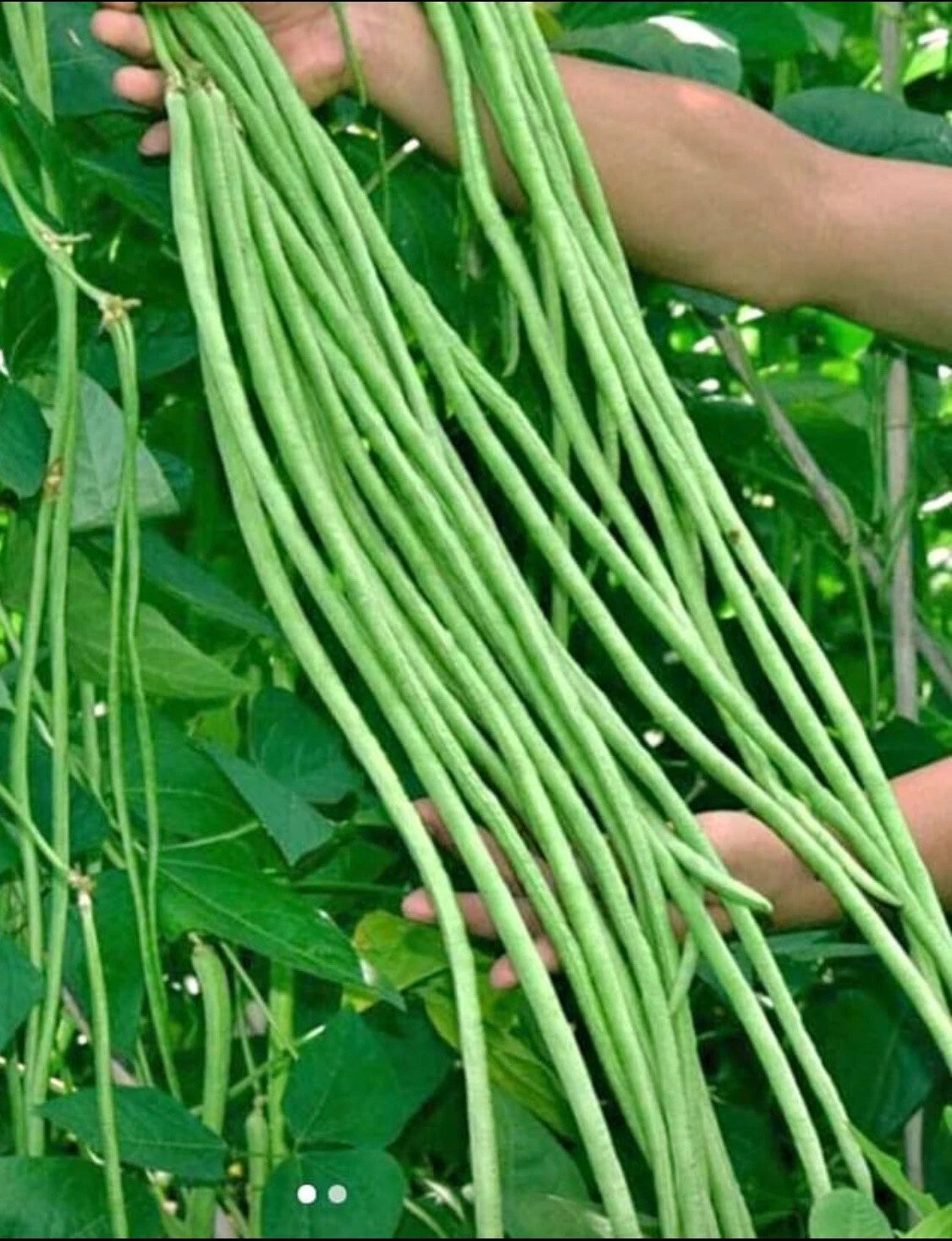 Green Yard Long Bean Seeds - 15+ Non-GMO Asian String Beans - Sitaw ...