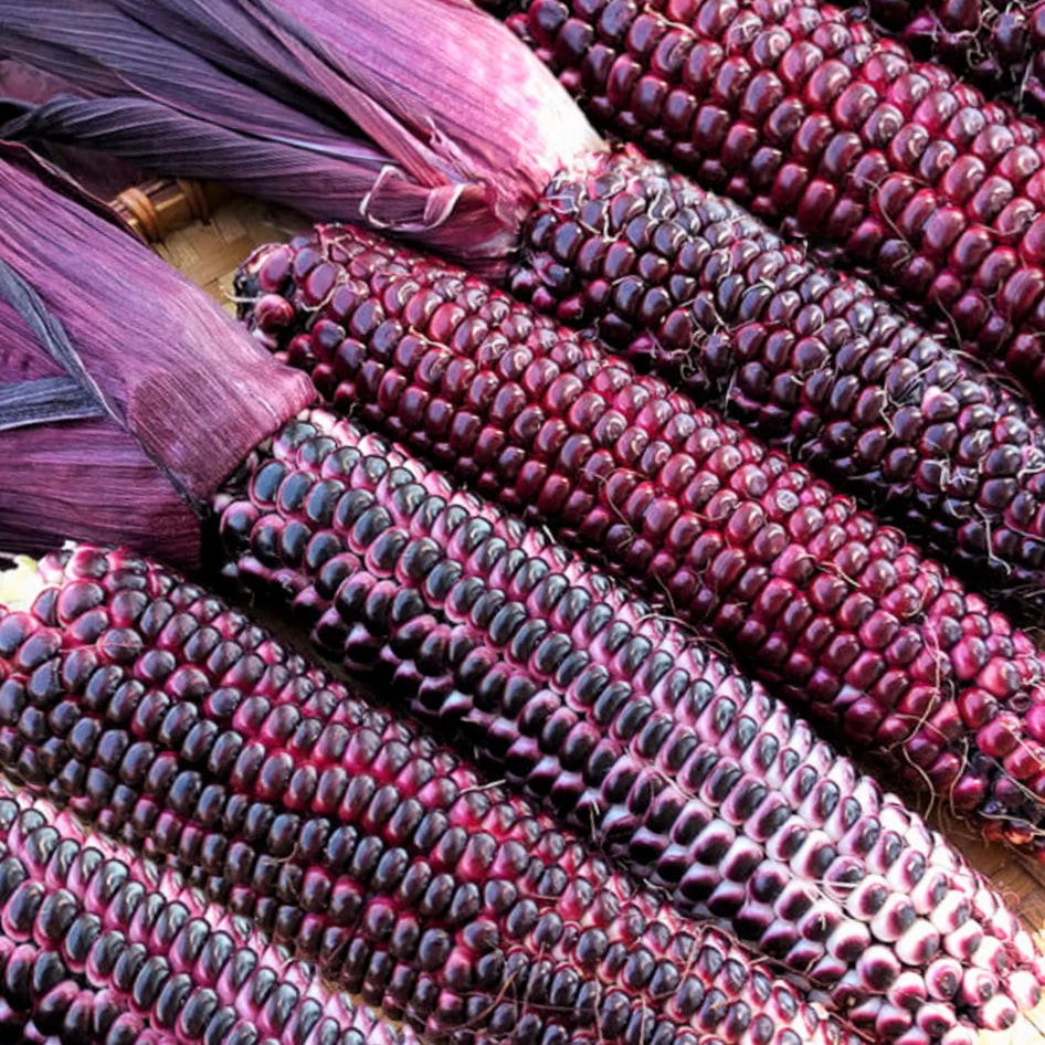 Double Red Sweet Corn Seeds | Purple Husk Stalk Indian Ornamental Dent ...