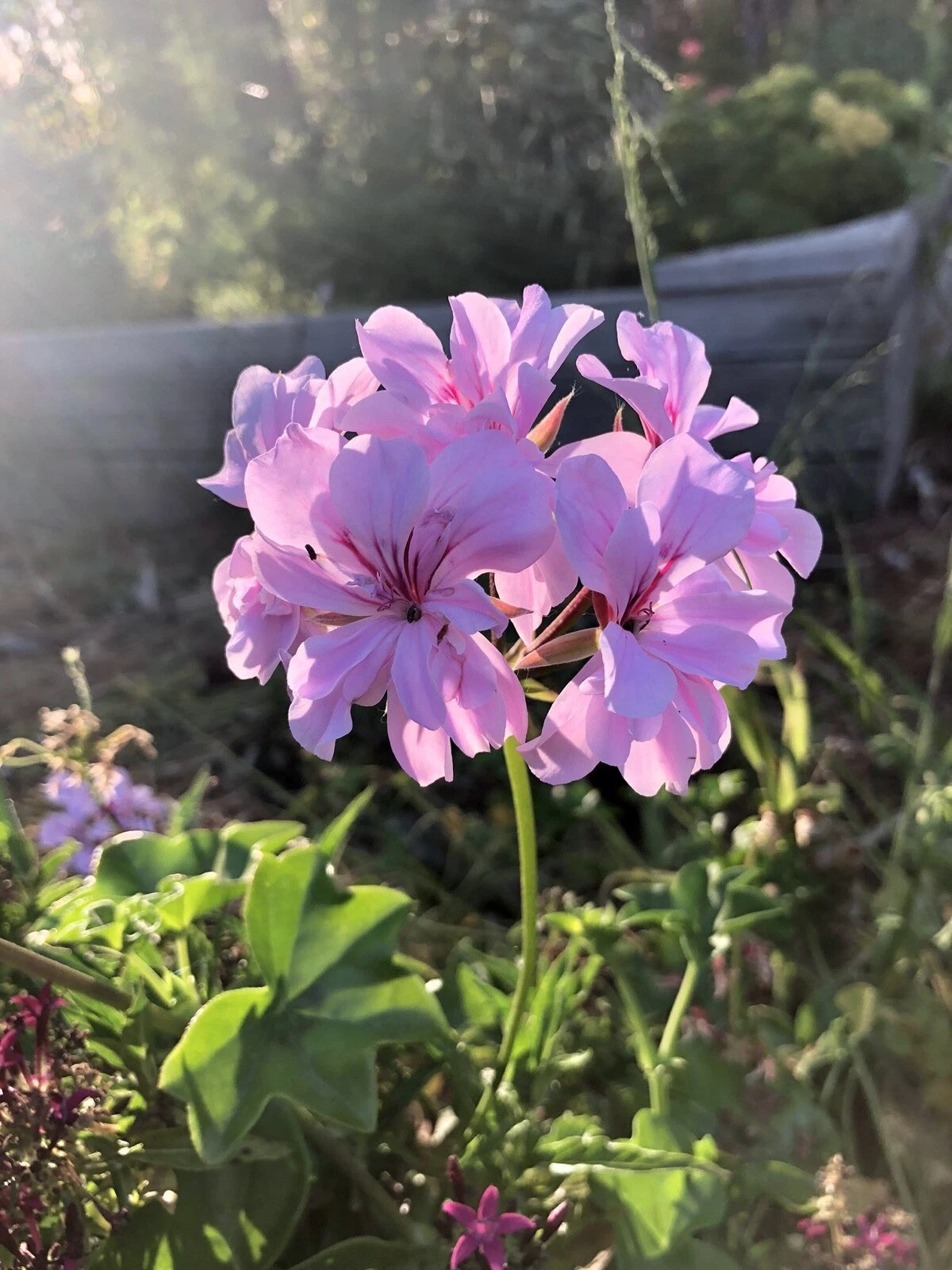 Trailing Ivy Geranium Live Plant Cuttings 3x6" Lavender Pelargonium Pe ...