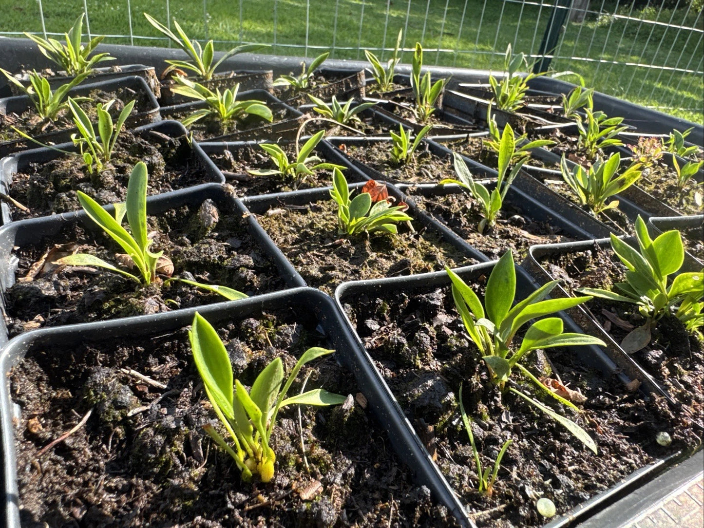 Lilium Catesbaei Pine Lily - Ultra Rare New Genetics from Scotland, NC ...