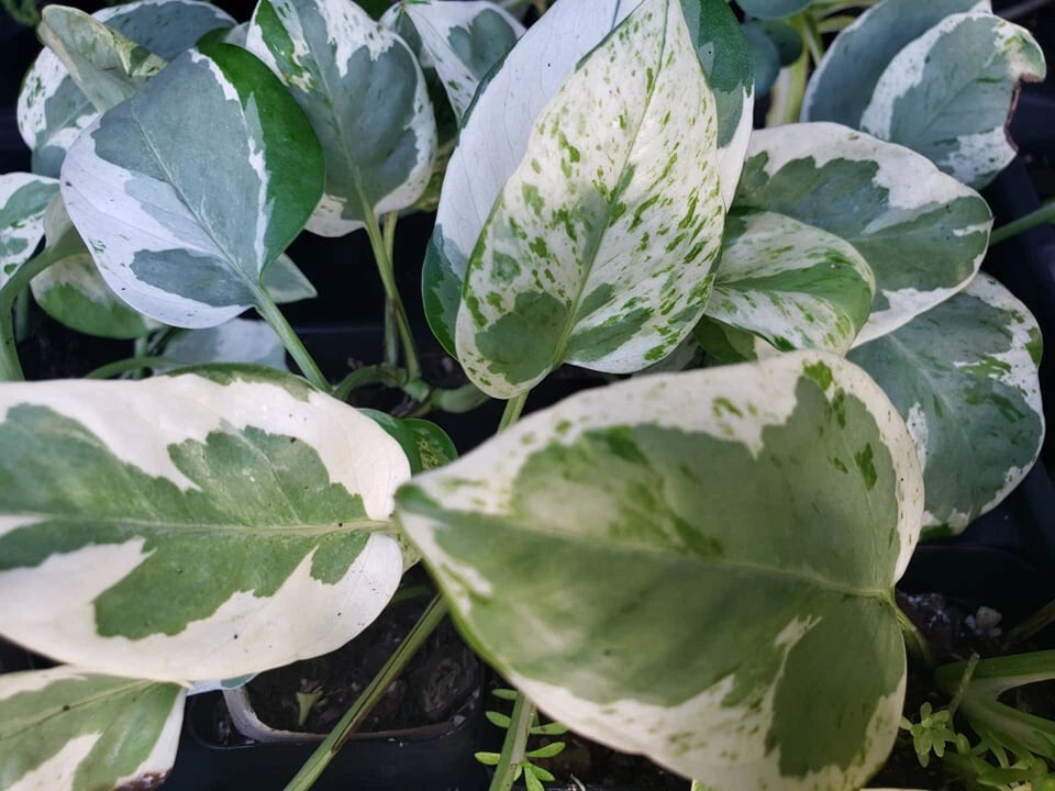 Pothos Vine Plant - Rooted Green & Cream Heart Leaf - Epipremnum aureu ...