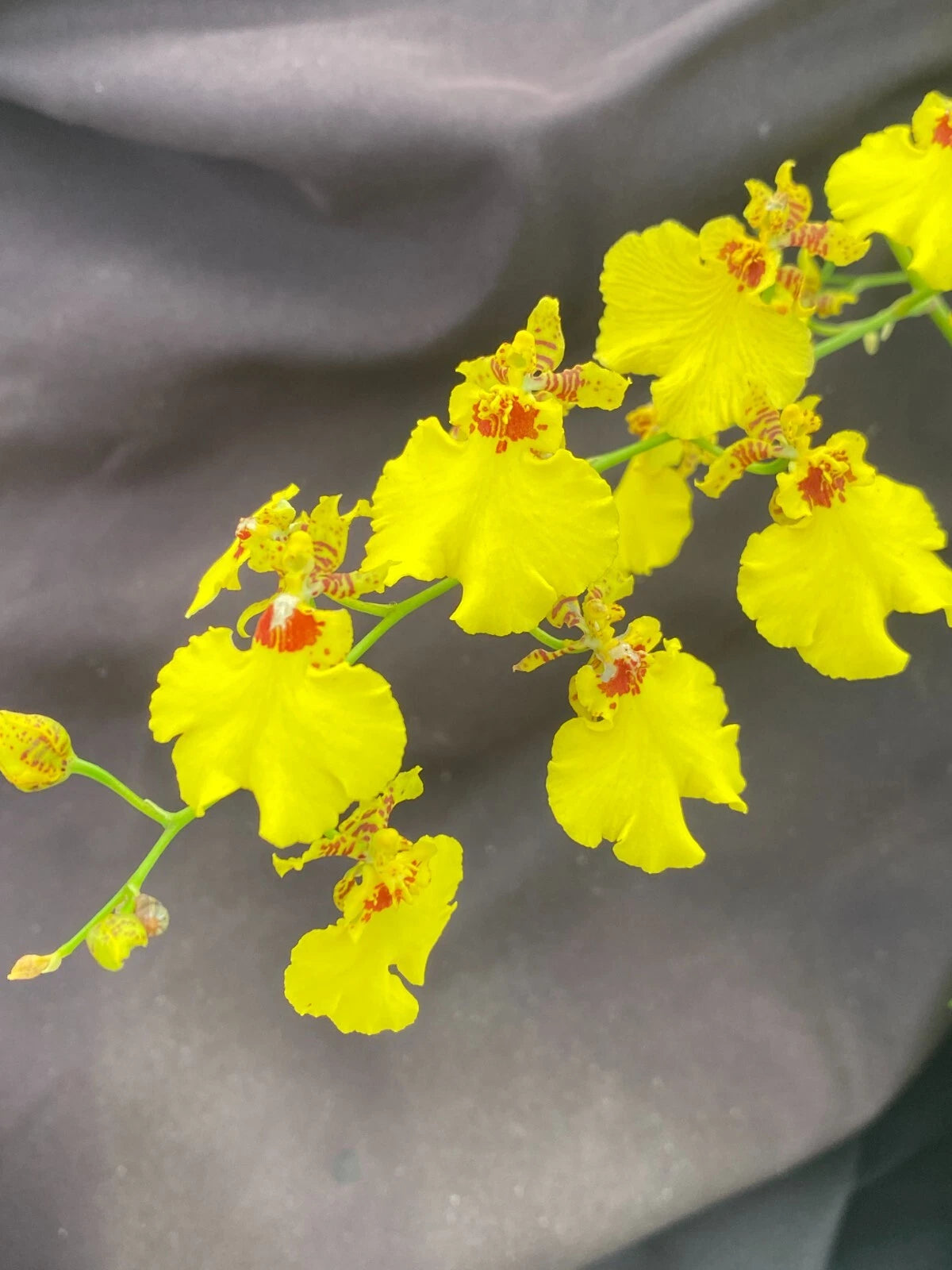 Dancing Lady Orchid Plant in 2.5" Pot, Oncidesa Gower Ramsey, Vibrant ...