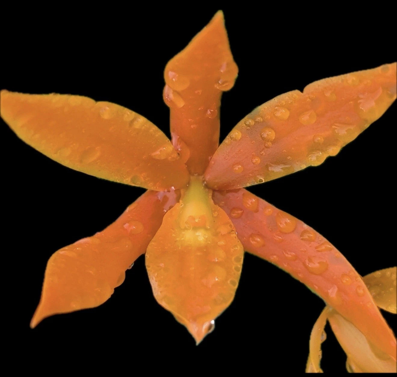 Guaricyclia QF 'Alani Pua Orchid Plant Aurantiaca - Super Bare Root ...