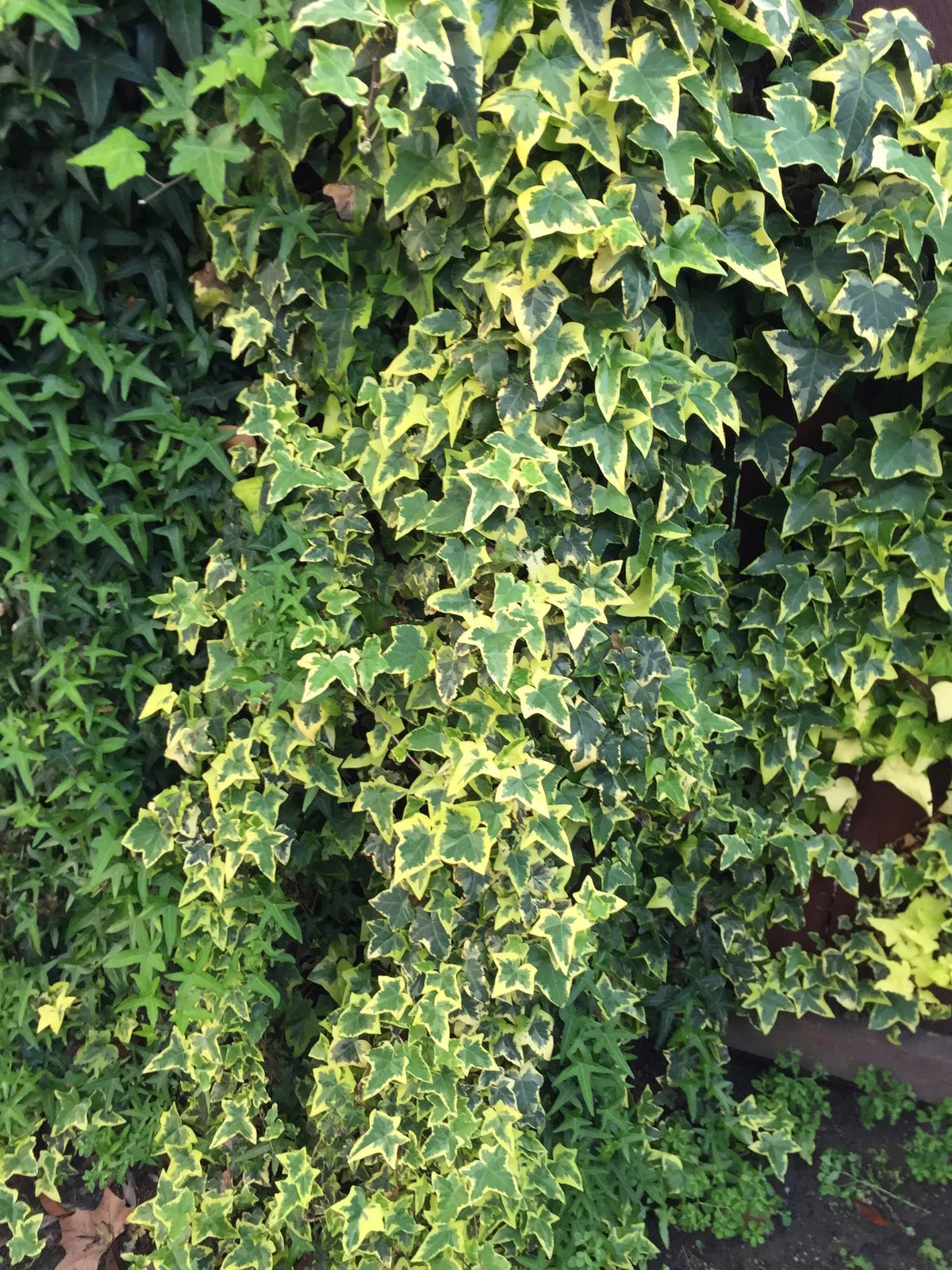 Organic Variegated Ivy Cuttings - Live Plant Cuttings - California USA ...