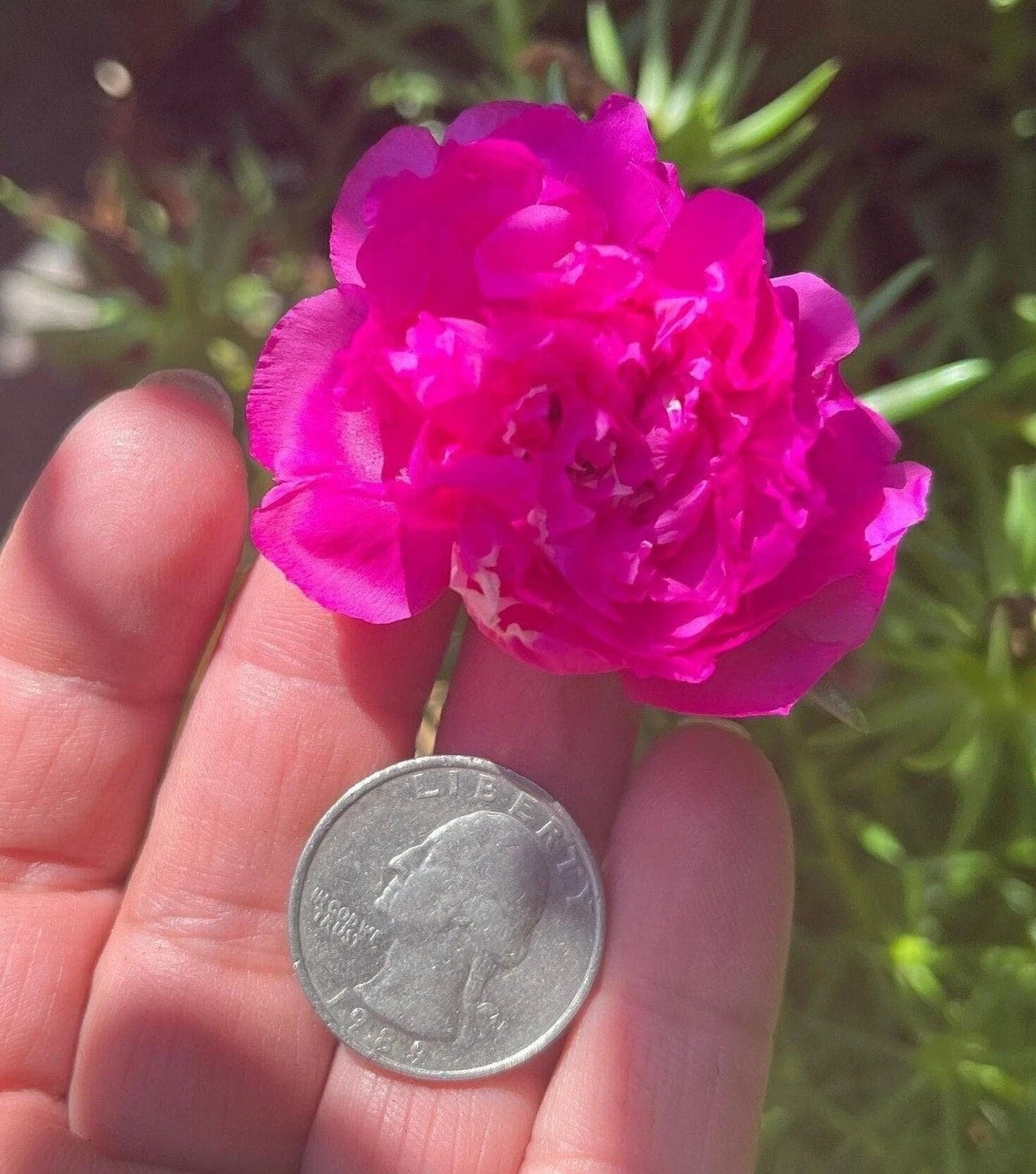 Purple Double Massive Bloom Portulaca Moss Rose - Vibrant Succulent ...