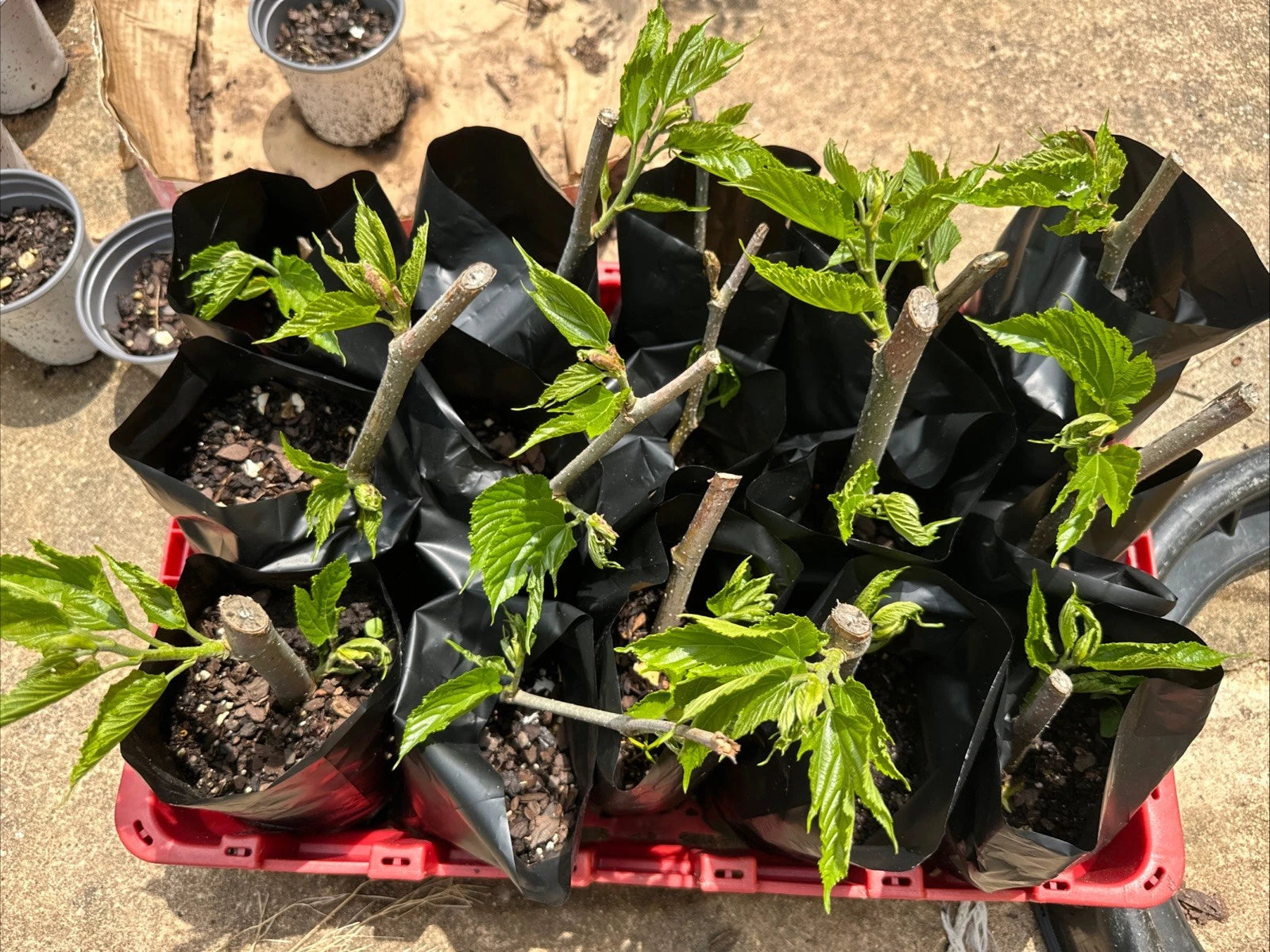 Rooted Cuttings - Pakistani Mulberry Tree - Live Fruit Plant - Morus ...
