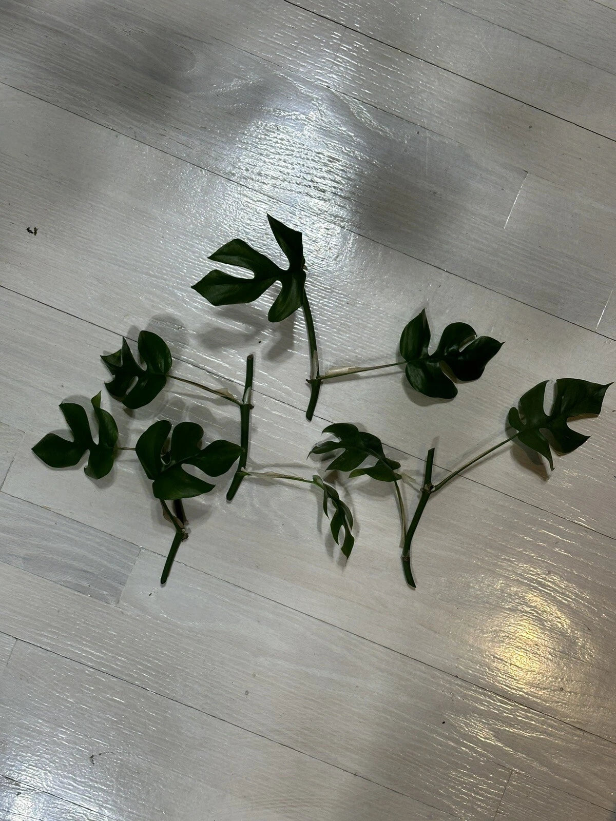 Mini Monstera Cuttings - 2 Leaves with 2 Nodes - Rhaphidophora ...