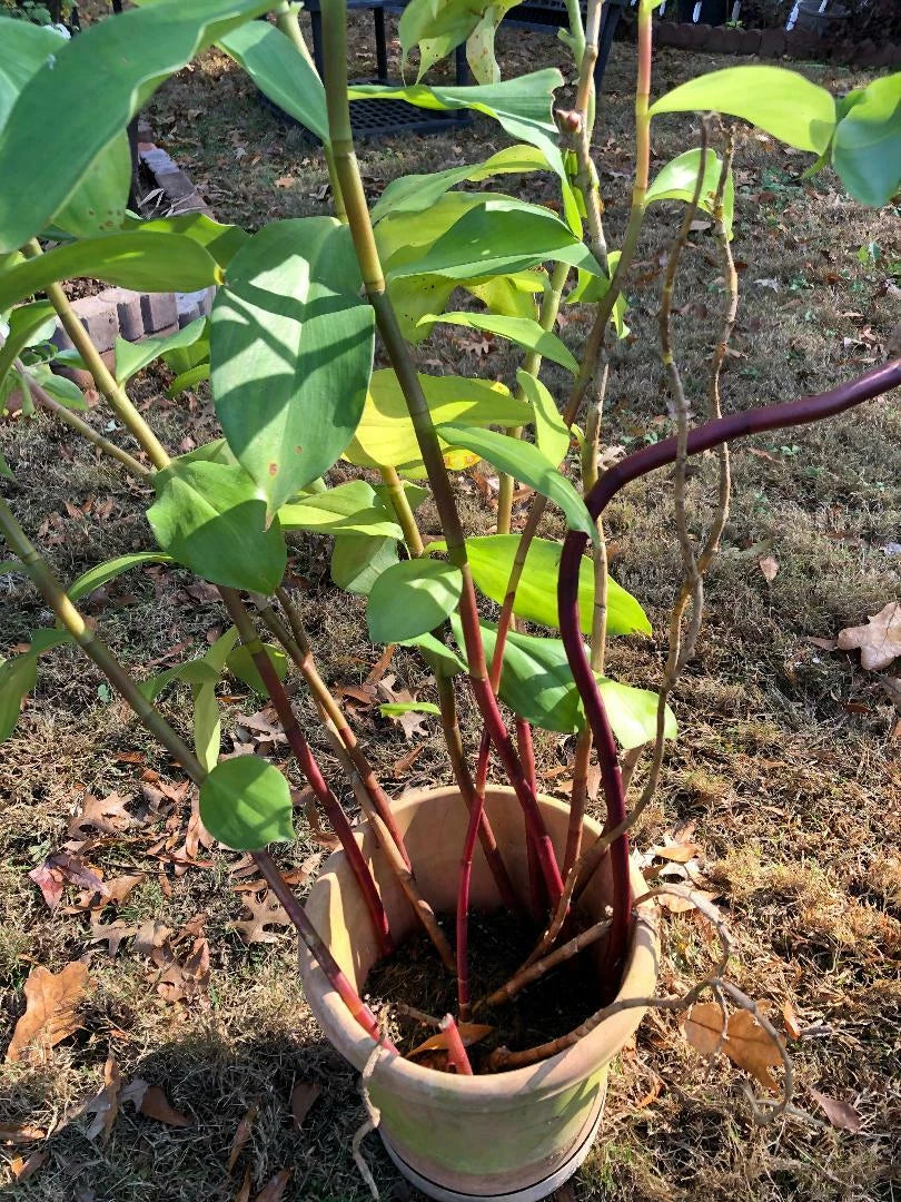 Costus Igneus Insulin Plant Rhizome - Fiery Spiral Feature - 1 Plant ...