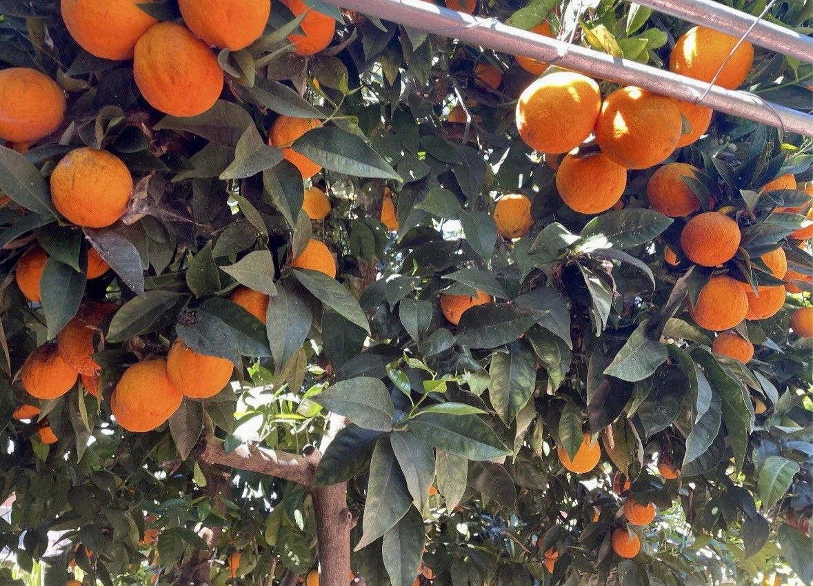 Orange Tree Cuttings - Rooting/Grafting - Citrus sinensis - Healthy Pl ...