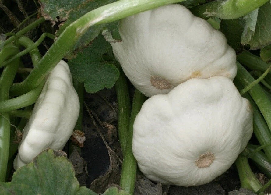 Early White Bush Scallop Squash Seeds - 25 Count - Summer Variety - Pa ...