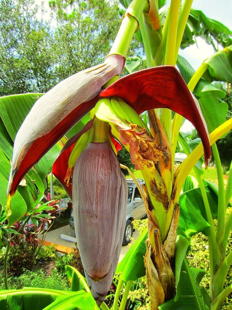 Musa 'Gran Nain' Banana Tree - Live Plant - Tropical Fruit Plant - Ind ...