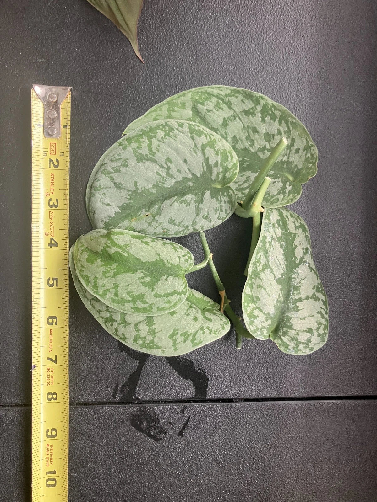 Scindapsus Pictus 'Exotica' Cuttings - 6 Healthy Vining Aroid Plants ...