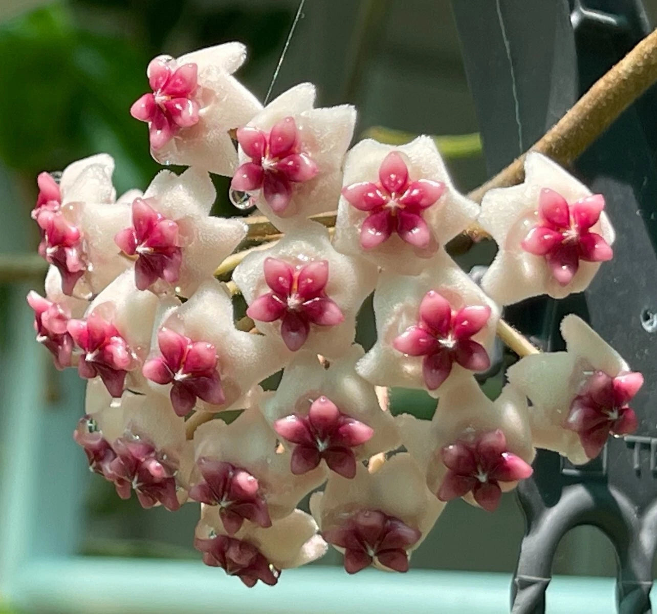 Hoya Obovata Splash Live Plant - 8-Inch Rare Houseplant, Rooted ...