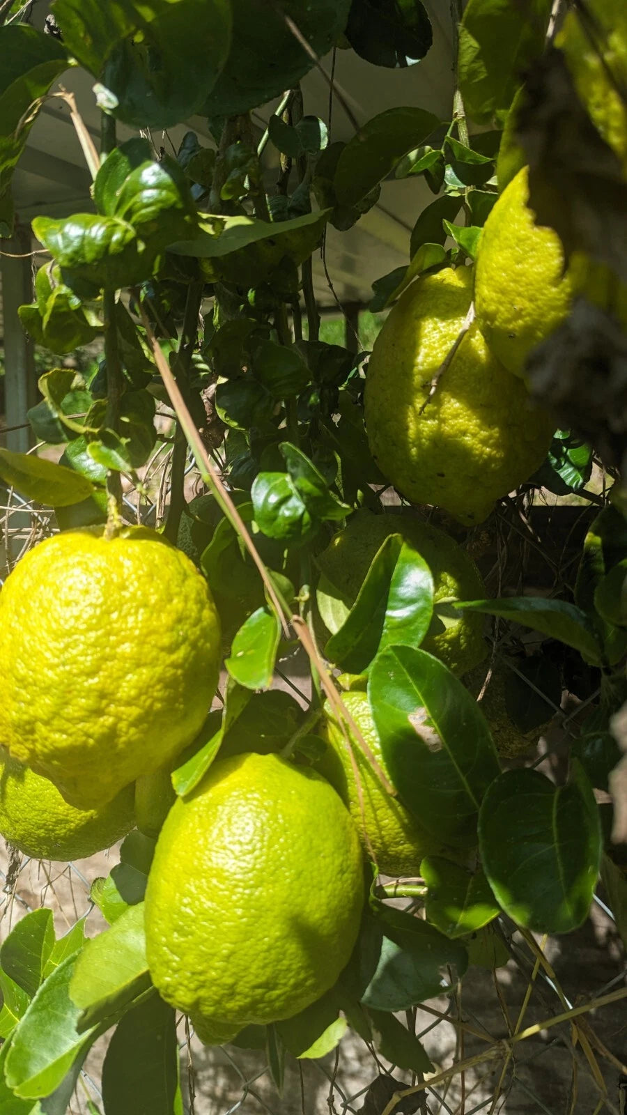 Ponderosa Sour Lemon Tree Seedling - Organic Giant Fruit Plant - Citru ...